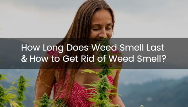 How Long Does Weed Smell Last & How to Get Rid of Weed Smell – Medic Grow LED