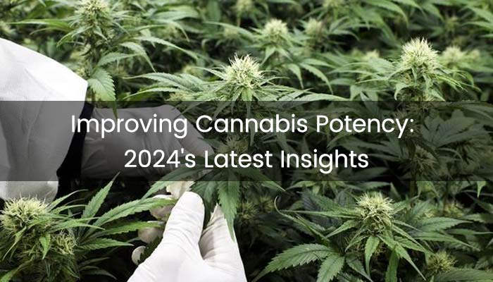 Improving Cannabis Potency: 2024's Latest Insights – Medic Grow LED