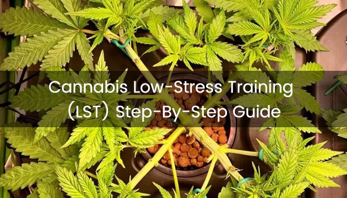 Low-Stress Training (LST) Cannabis Step-By-Step Guide – Medic Grow LED