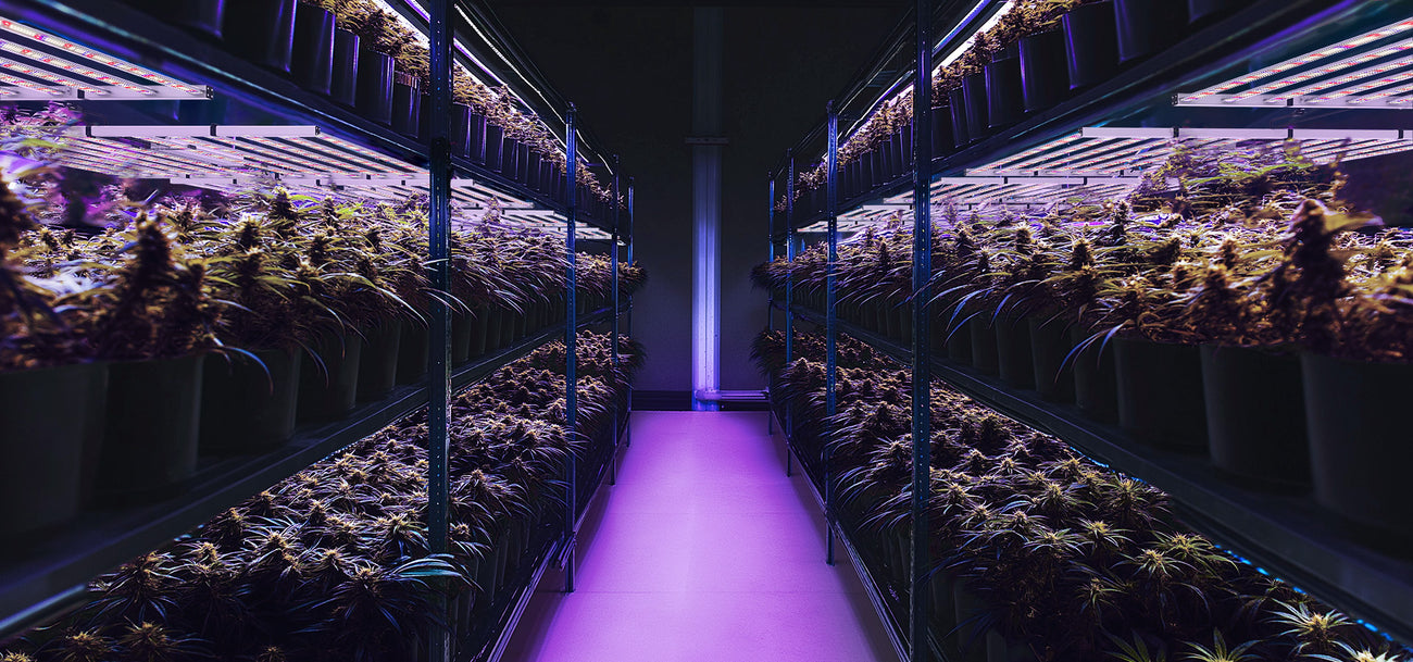 LED Grow Lights | Solution for Cannabis Grow Facility | Medic Grow LED